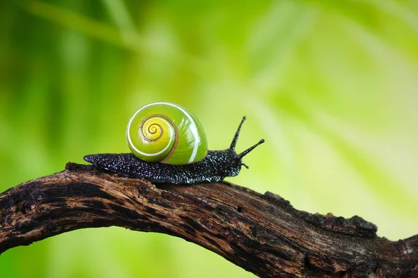 Cuban Snail Polymita Picta One World Most Beautiful Land Snails Stock ...