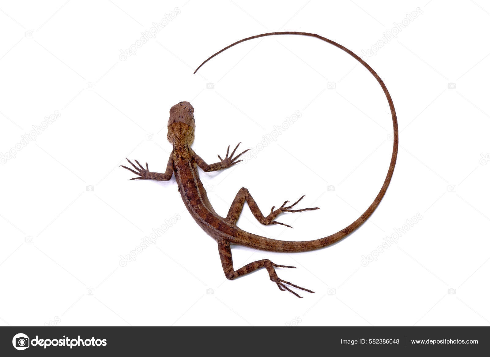 Lizard Isolated White Background — Stock Photo © cheattha #582386048