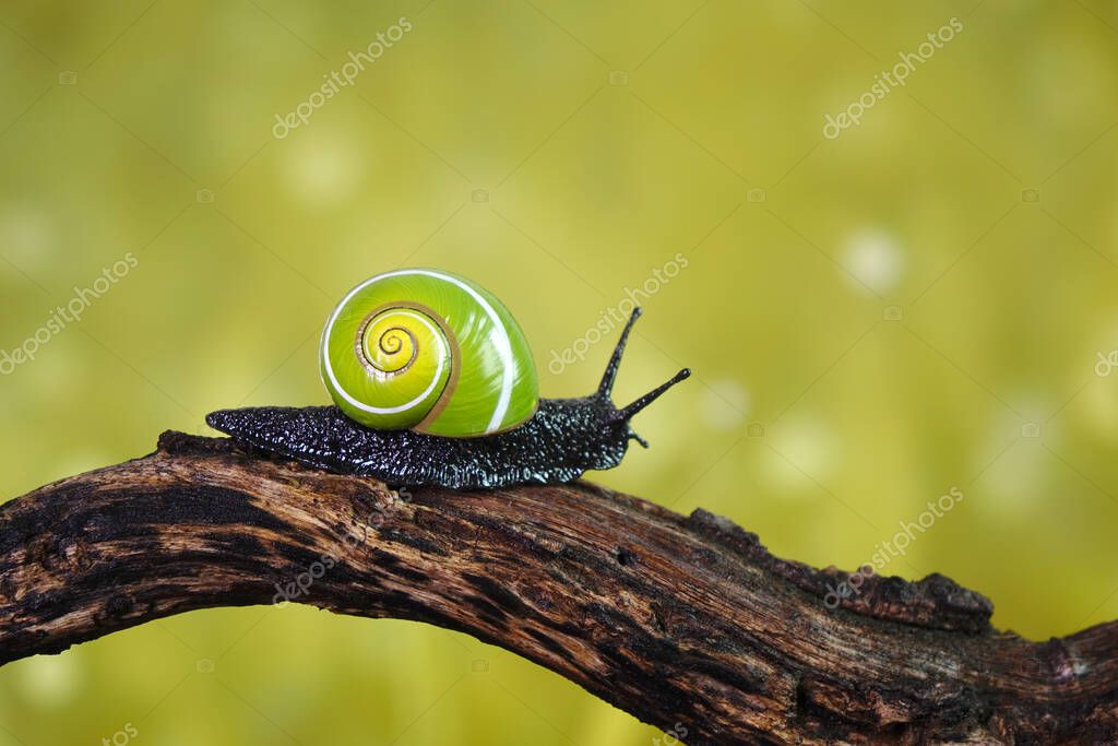 Caracol cubano (Polymita picta) mundo caracoles terrestres más bellos ...