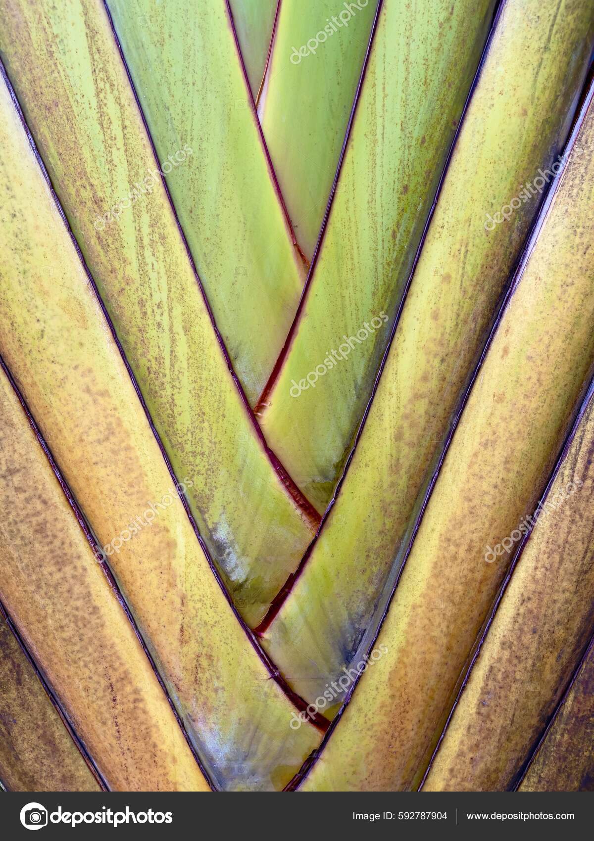 Traveller's Tree Ravenala Madagascariensis Traveller's Palm East West ...