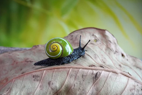 Snail painted Stock Photos, Royalty Free Snail painted Images ...