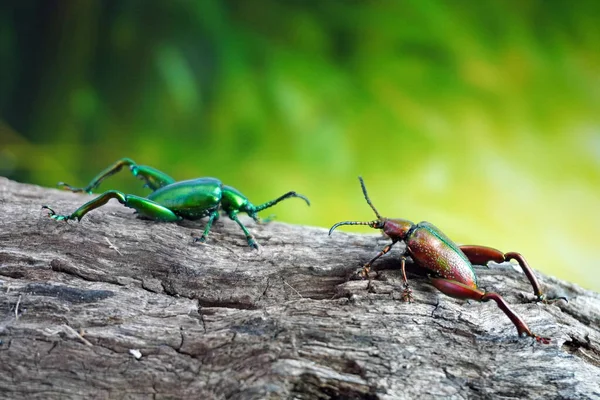 Metal beetles Stock Photos, Royalty Free Metal beetles Images ...