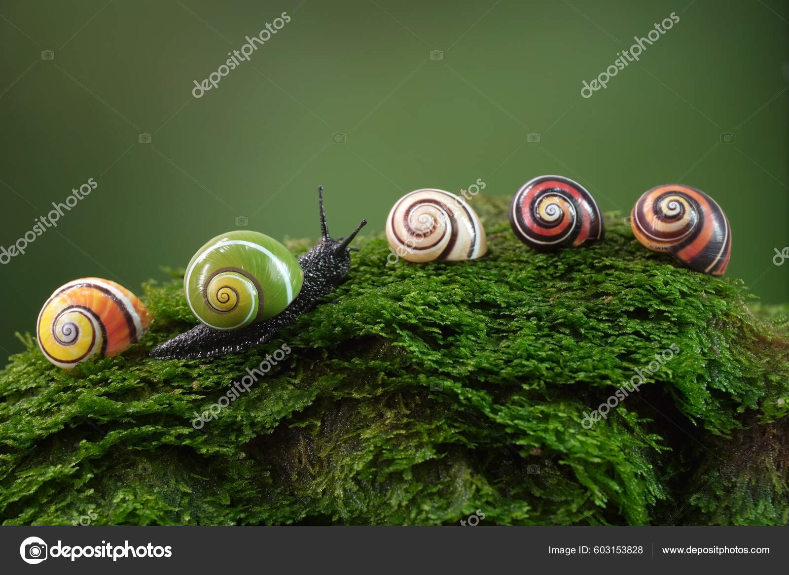 Cuban Snail Polymita Picta World Most Beautiful Land Snails Cuba Stock ...