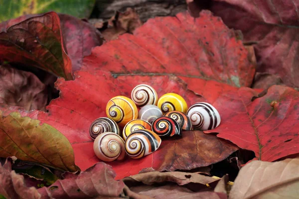 Caracol cubano (Polymita picta) mundo caracoles terrestres más bellos ...
