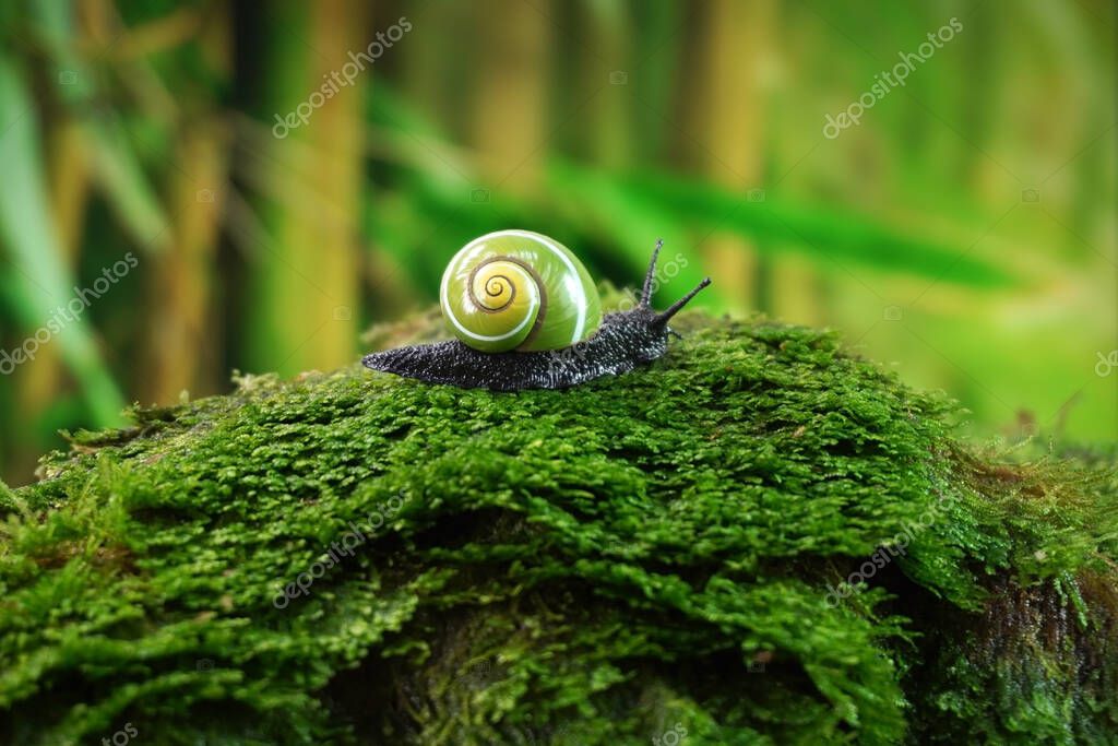 Caracol cubano (Polymita picta) mundo caracoles terrestres más bellos ...