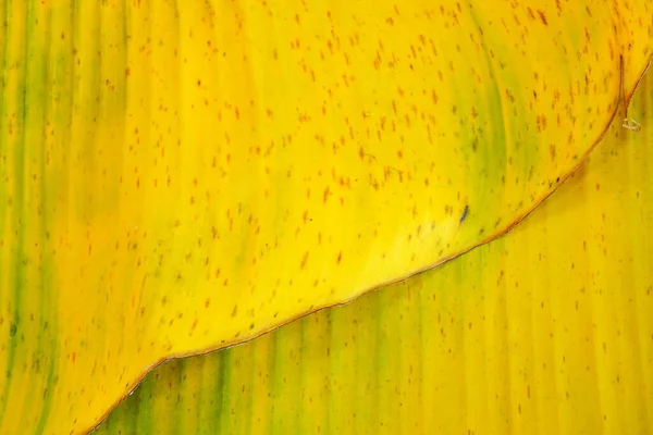 Banana tree banner Stock Photos, Royalty Free Banana tree banner Images ...