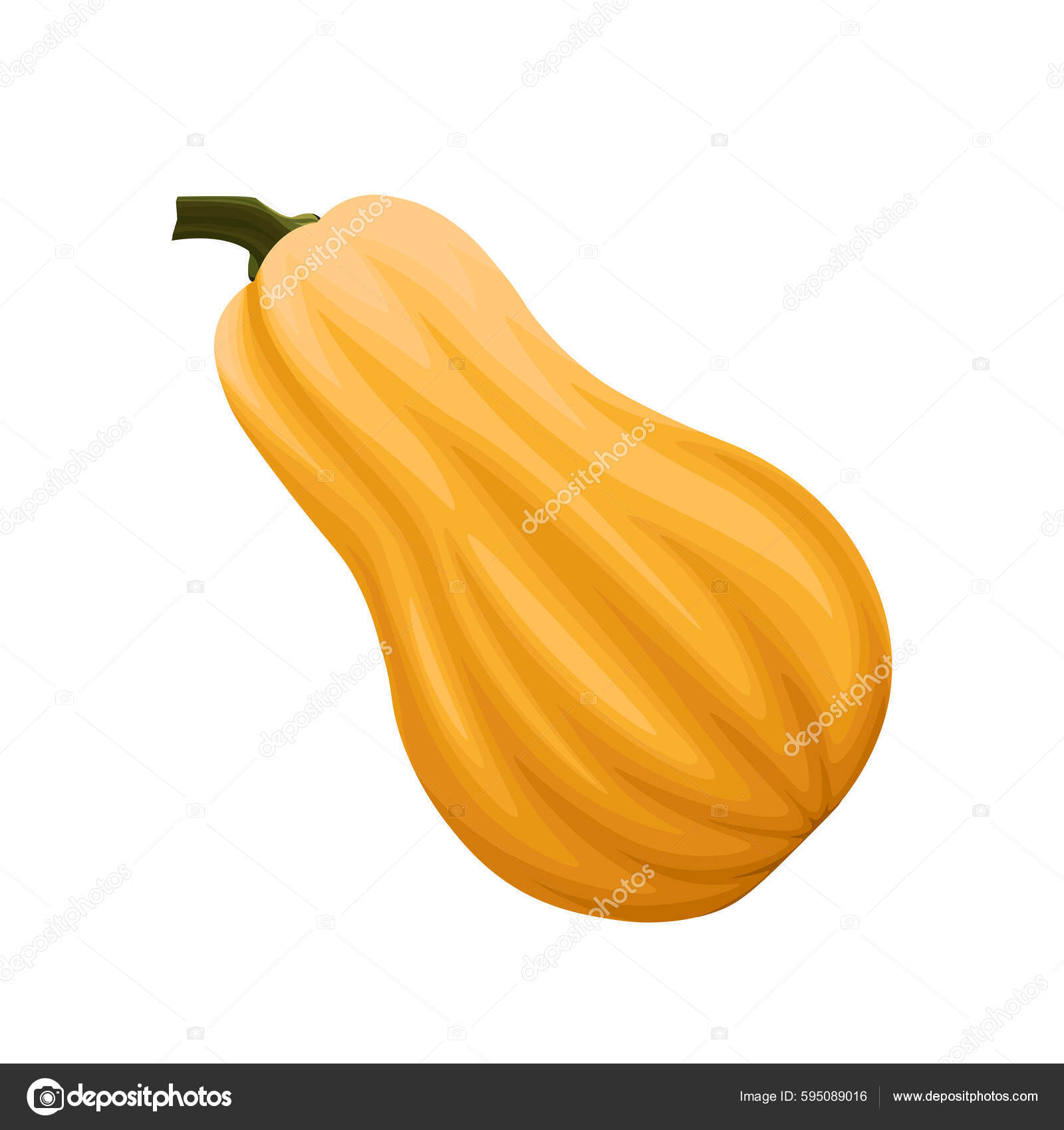 Realistic Yellow Butternut Squash Cartoon Vector Illustration Isolated ...