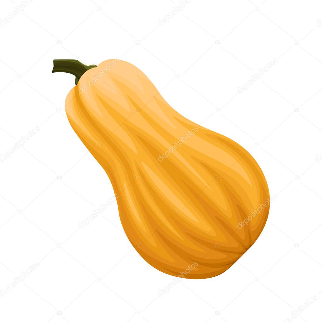 Realistic Yellow Butternut Squash Cartoon Vector Illustration Isolated ...