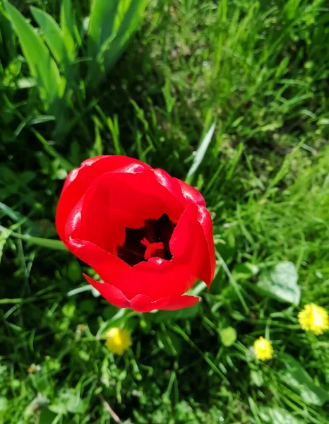 Joan roig i sol fotos de stock, imágenes de Joan roig i sol sin royalties | Depositphotos