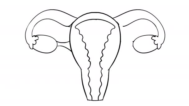 Uterus Drawing