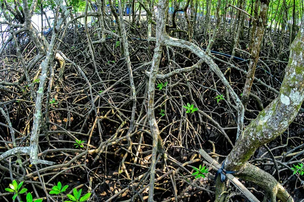 Mangrove thickets Stock Photos, Royalty Free Mangrove thickets Images ...