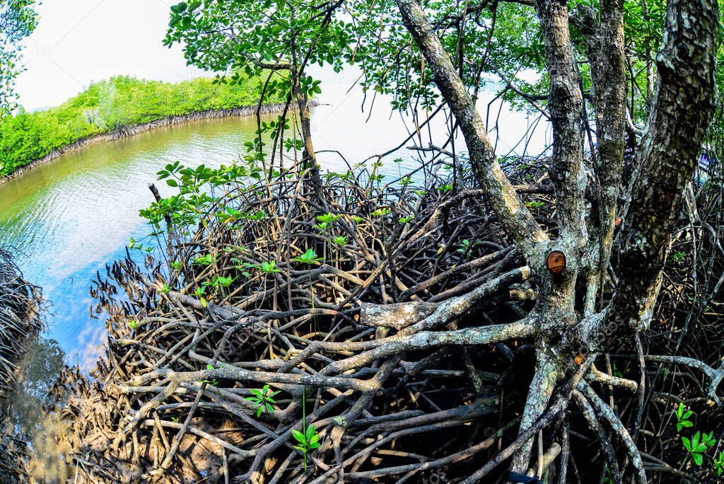 Muchas raíces de manglar en el bosque de manglar. Manglares que protegen las zonas forestales ...