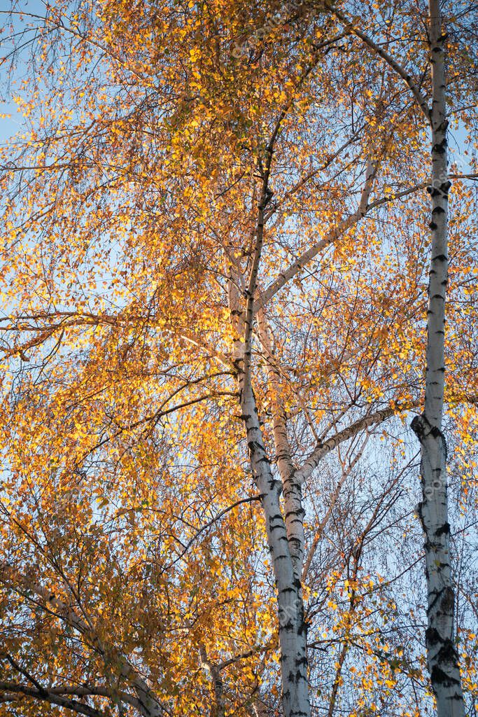 ramas de abedul con hojas amarillentas 2022