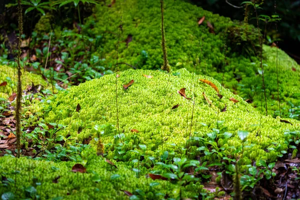Mousse arbres couverts Stock Photos, Royalty Free Mousse arbres ...