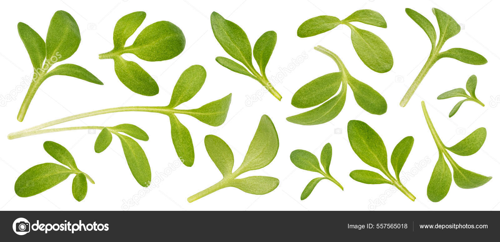 Microgreen leaves, young cress sprouts isolated on white background ...