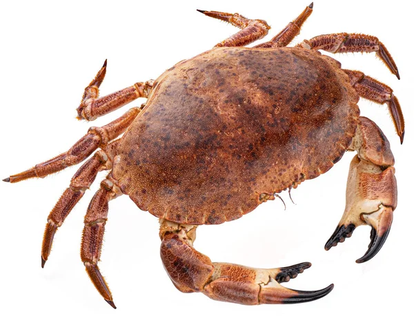 Mole crab Stock Photos, Royalty Free Mole crab Images | Depositphotos