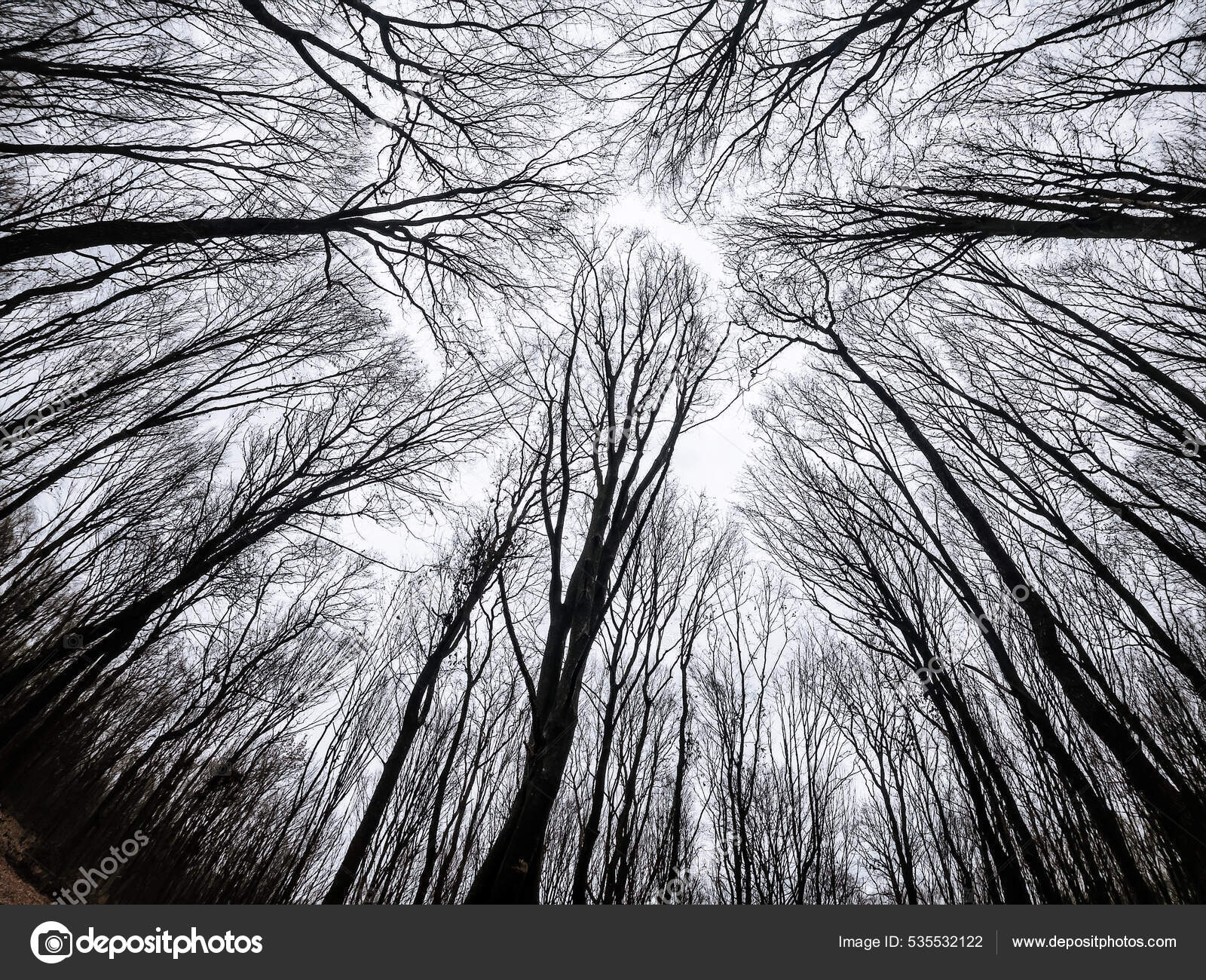 Tall Trees Winter Forest Bottom View Sky Treetops Abstract Background ...