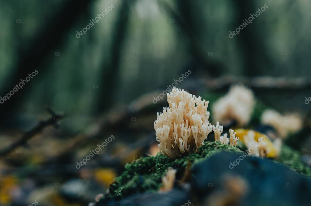Champiñón de coral en tocón cubierto de musgo en los bosques. Setas de ...