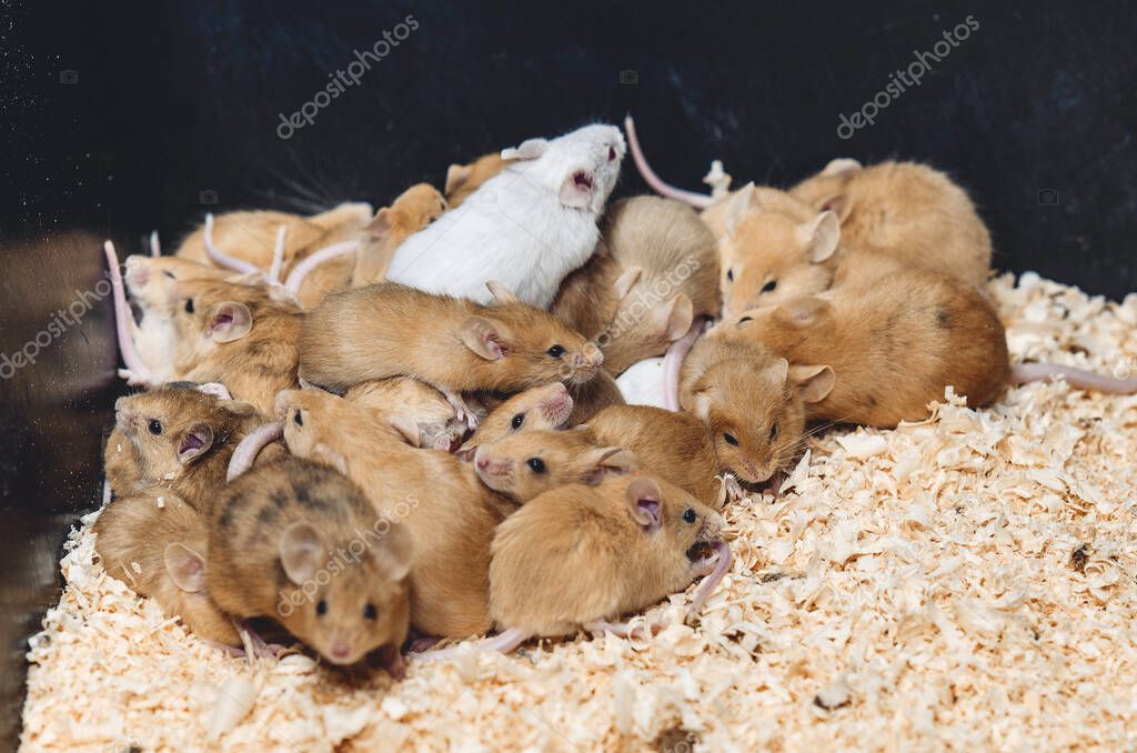 En roedores reproductores de jaulas, ratones. Ratón es pequeño mamífero ...