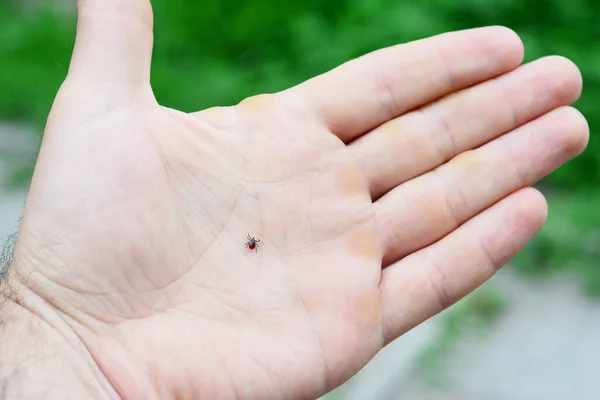Ixodes scapularis, garrapata de patas negras o garrapata de venado ...