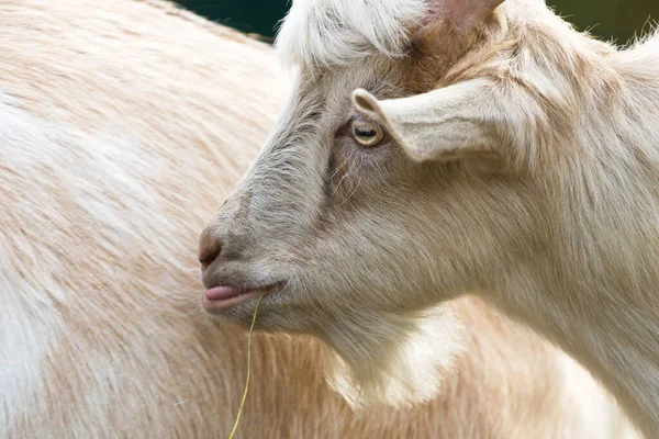 Goat licking Stock Photos, Royalty Free Goat licking Images | Depositphotos