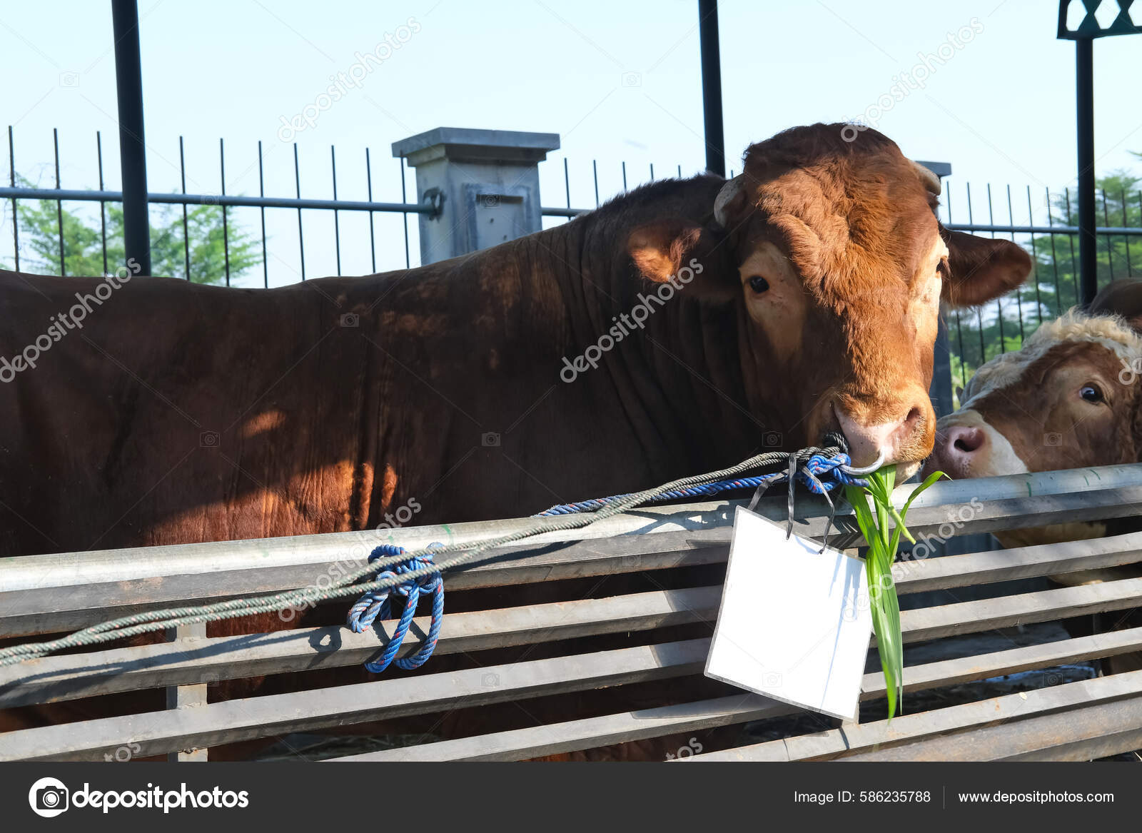 Brown Cow Sapi Qurban Preparation Eid Adha — Stock Photo ...