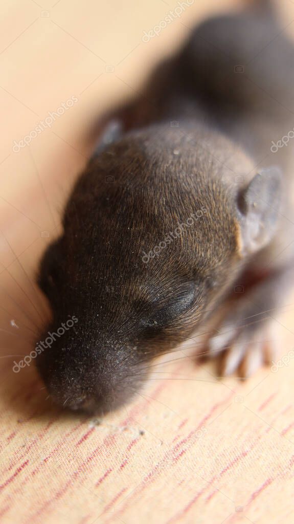 un lindo beb de rata reci n nacido acostado durmiendo aislado en una ...