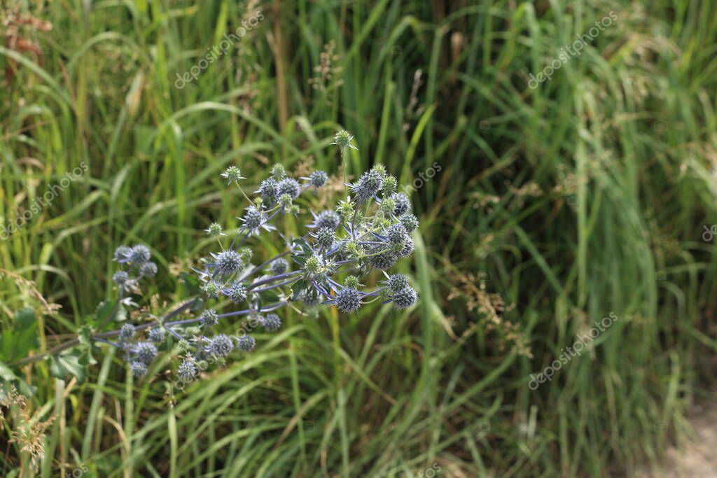 Eryngium planum, planta curativa espinosa azul en el jard n. Hierbas ...