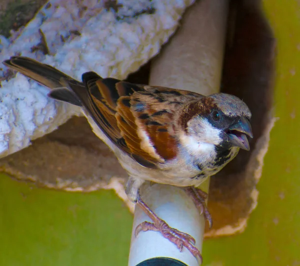 Moineau nid images libres de droit, photos de Moineau nid | Depositphotos