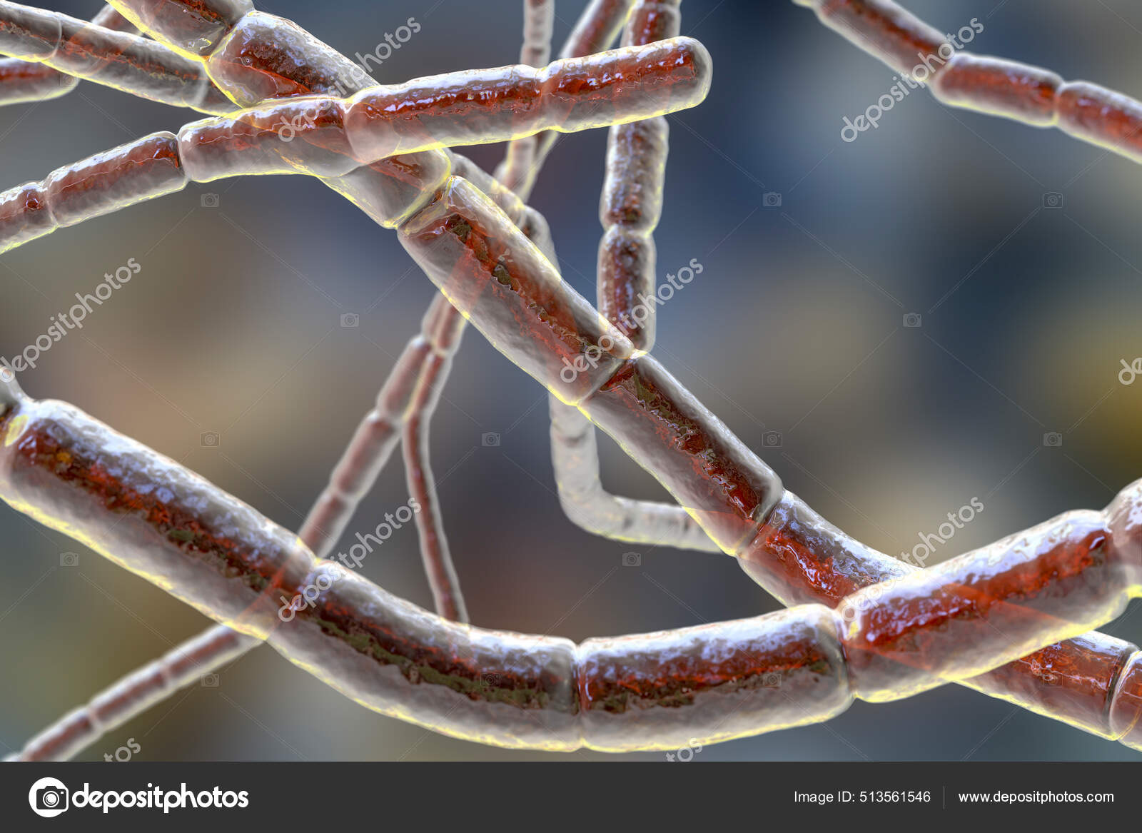 Nocardia Bacteria Illustration Nocardia Rod Shaped Gram Positive ...