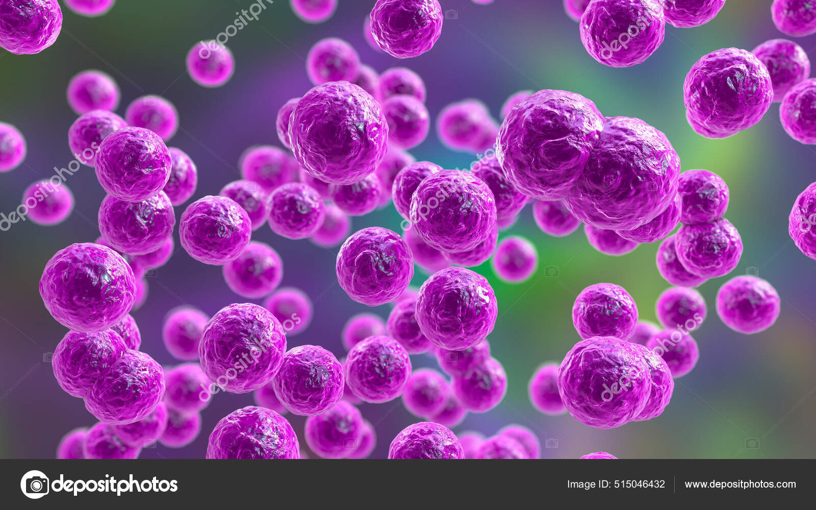 Cocci Bacteria