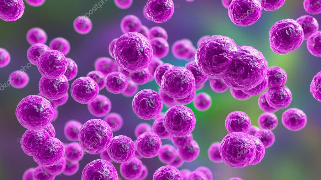 Bacterias Pediococcus, ilustración 3D. Cocos grampositivos, asociados ...