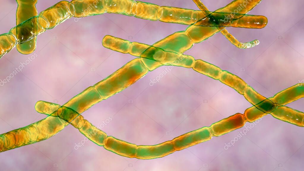 Bacterias Nocardia, ilustración 3D. Nocardia son bacterias ...