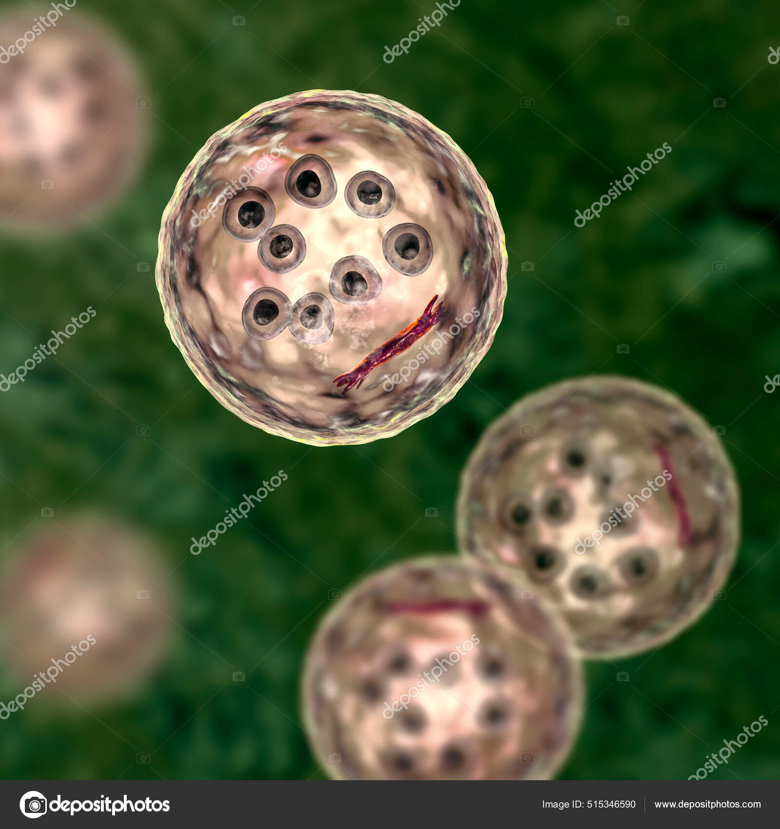 Entamoeba Coli Morphology