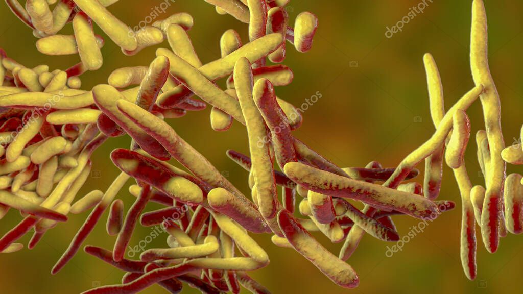 Erysipelothrix bacteria, ilustración 3D. Una especie de bacteria ...