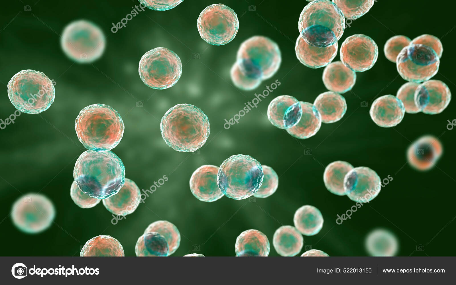 Bacteria Pediococcus Illustration Gram Positive Cocci Associated ...