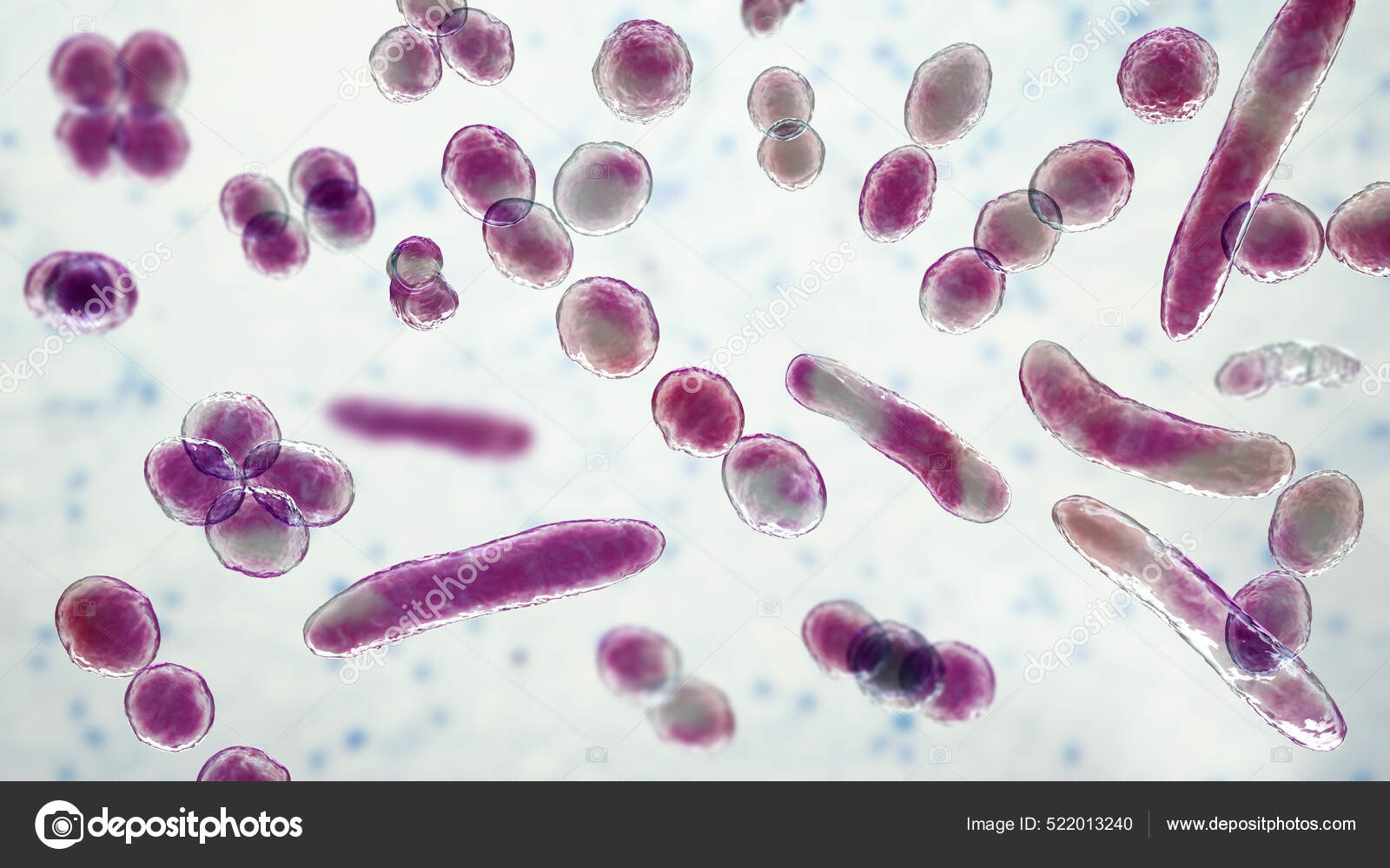 Bacteria Different Shapes Illustration Cocci Rod Shaped Bacteria Stock ...