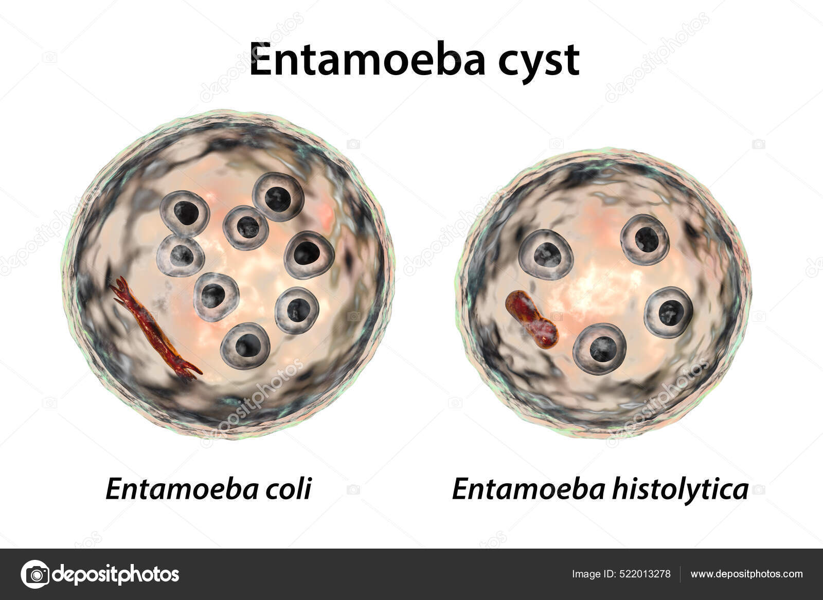 Entamoeba Coli Trophozoite Parts
