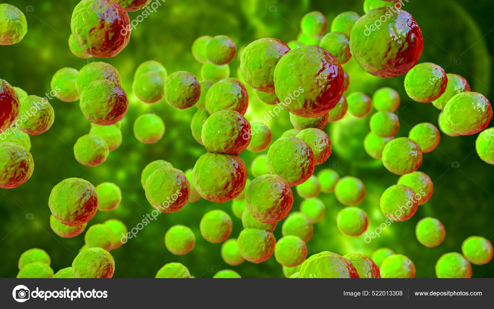 Bacteria Pediococcus Illustration Gram Positive Cocci Associated ...