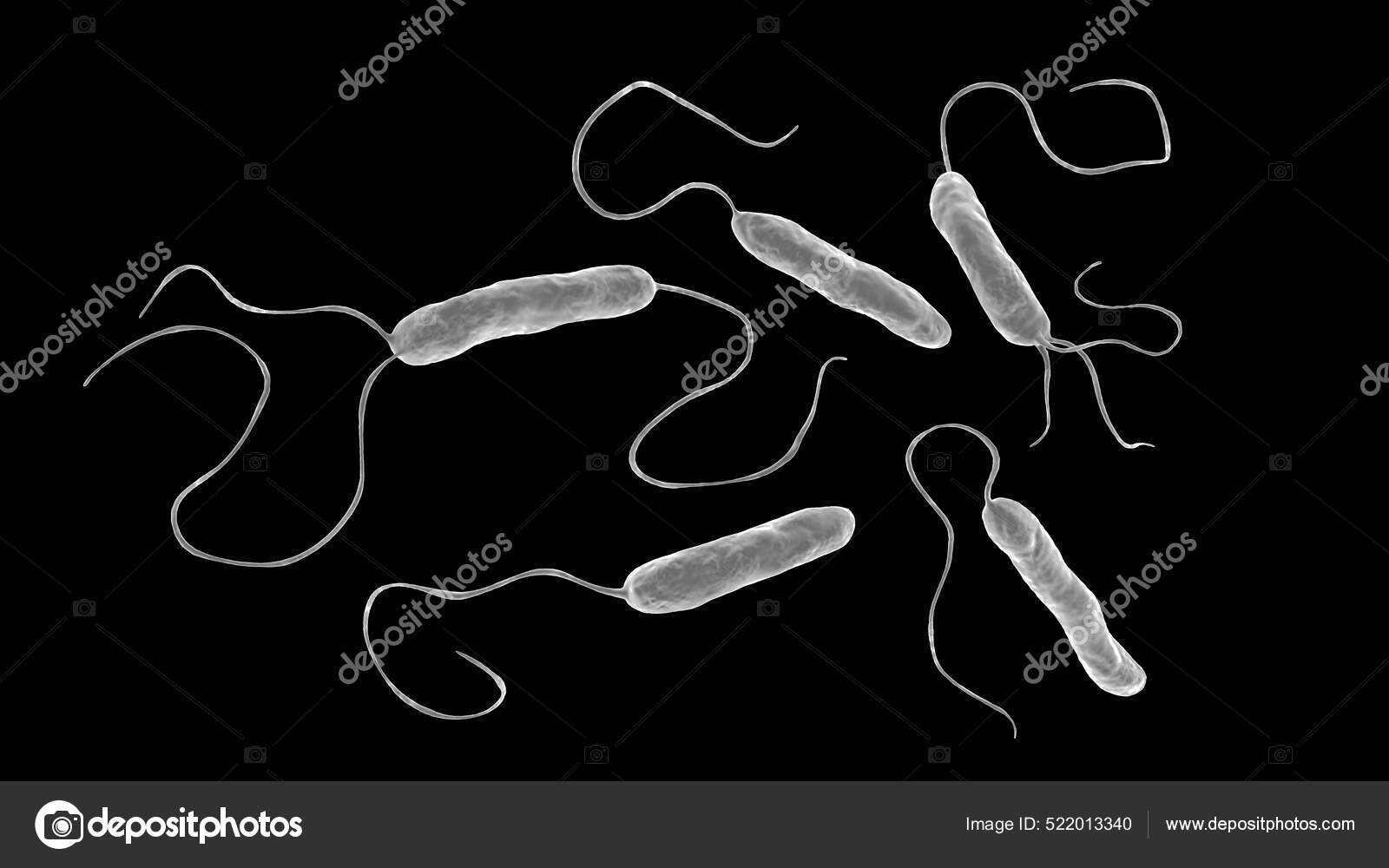 Bacteria Stenotrophomonas Maltophilia Illustration Gram Negative ...