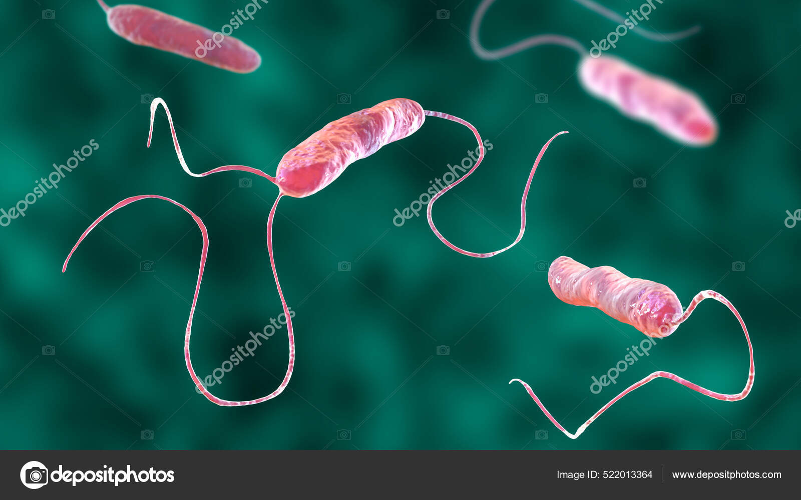 Bacterias Bacilos