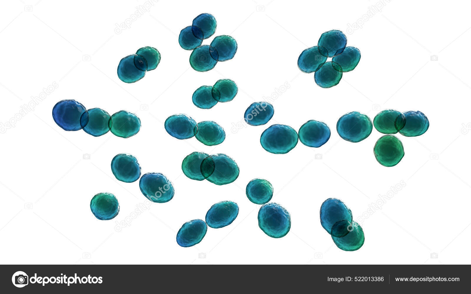 Bacteria Lactococcus Illustration Gram Positive Cocci Lactic Acid ...