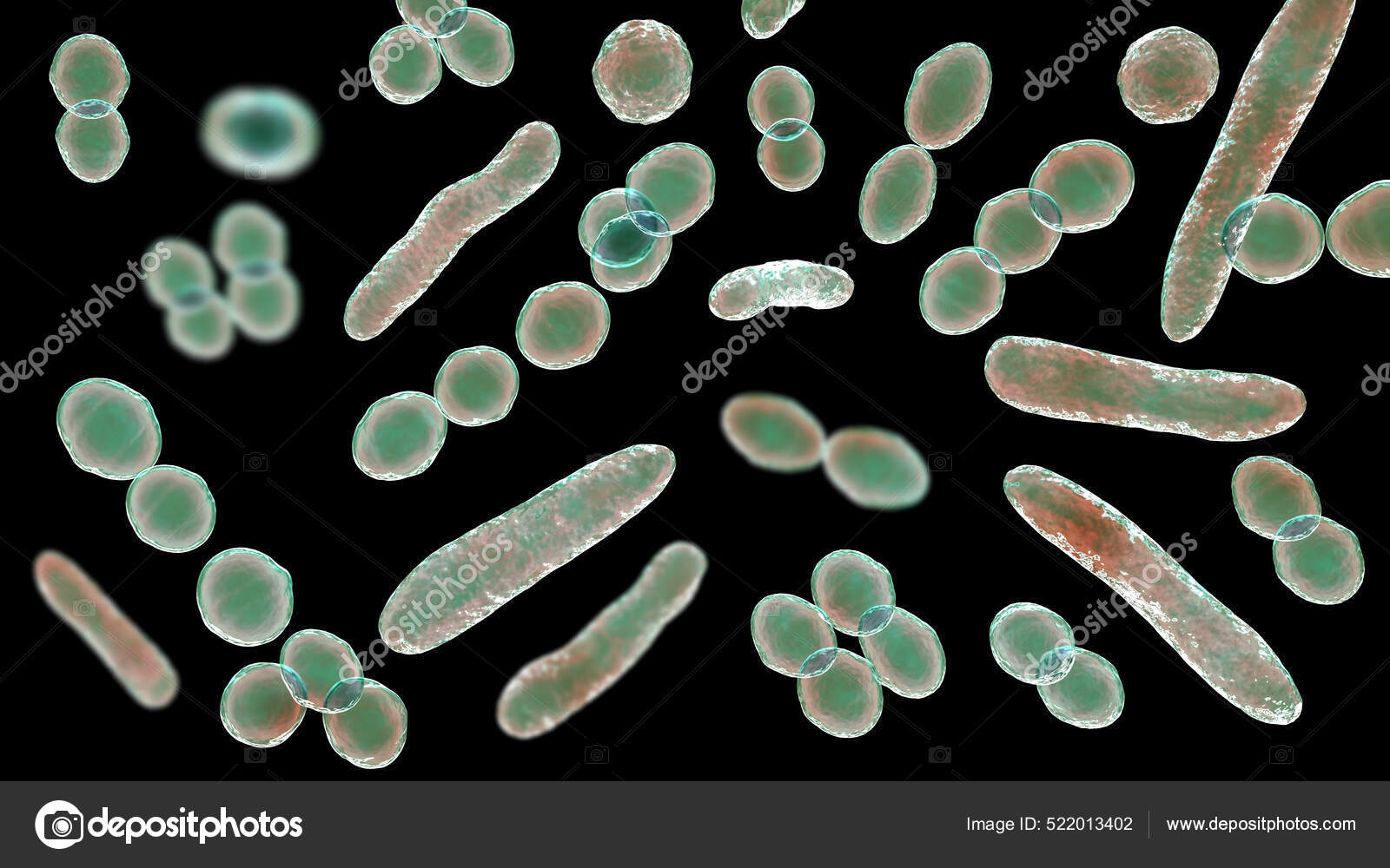 Batteri Diverse Forme Illustrazione Cocci Batteri Forma Stelo - Foto ...