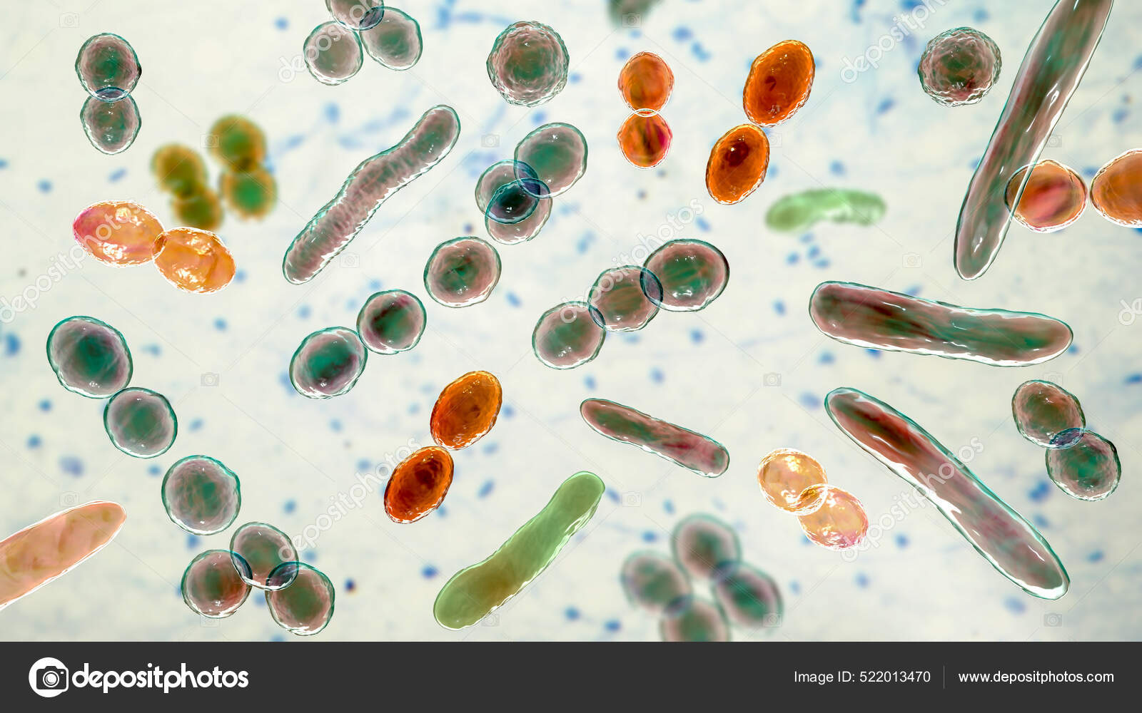 Cocci Bacteria Under Microscope