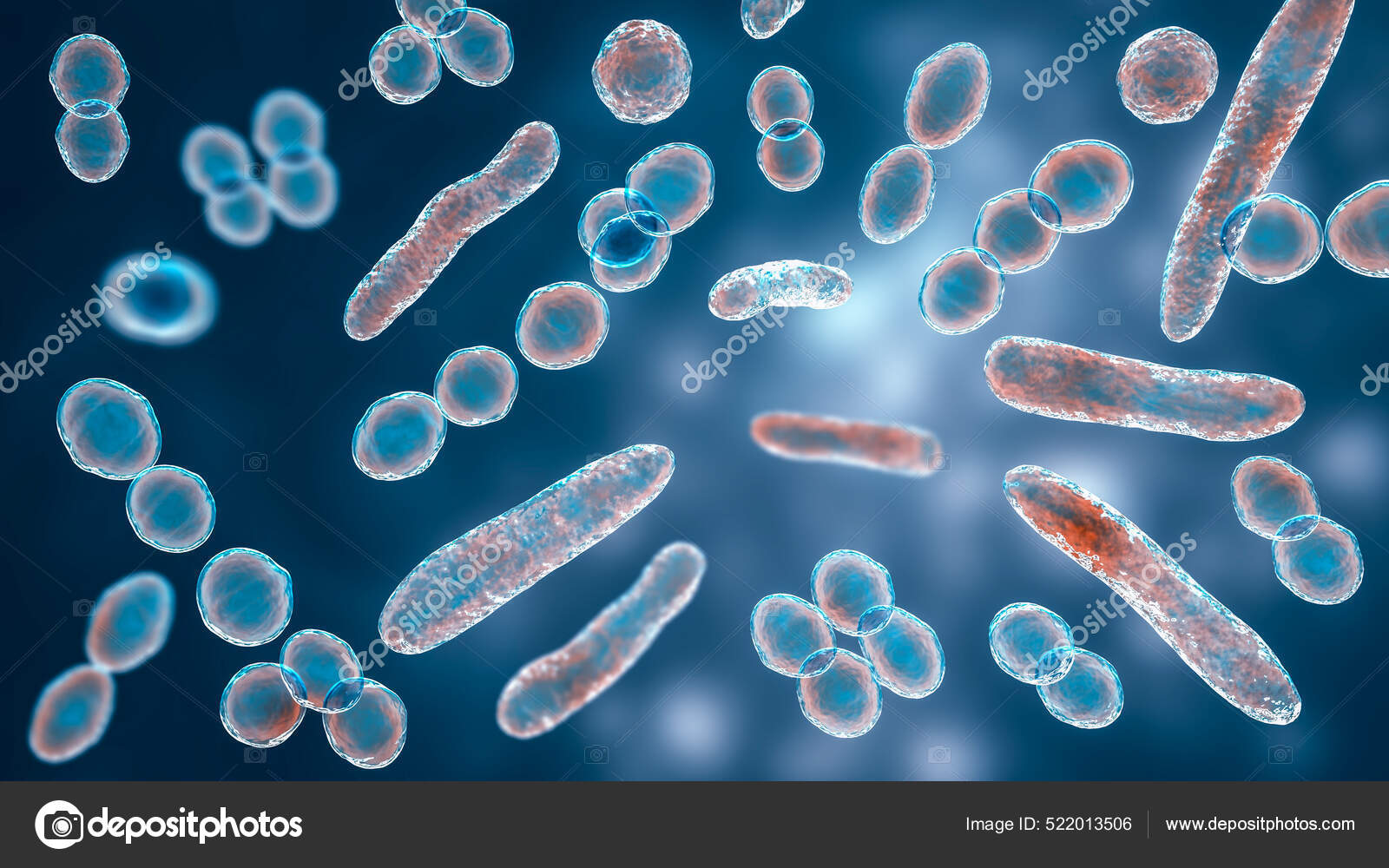 Cocci Bacteria Under Microscope