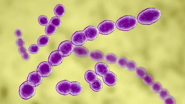 Staphylococcus hominis Stock Photos, Royalty Free Staphylococcus ...