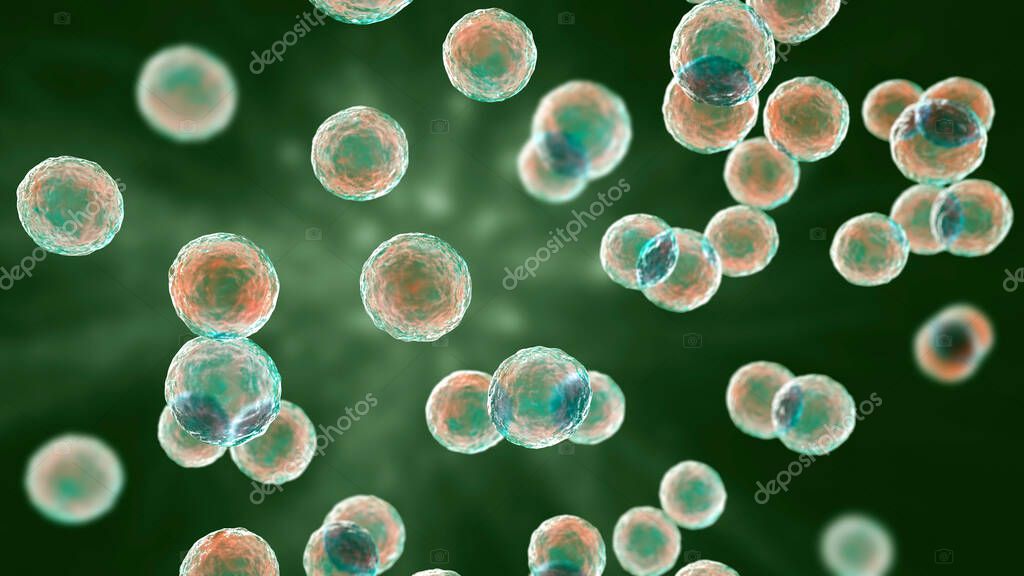 Bacterias Pediococcus, ilustraci n 3D. Cocos grampositivos, asociados ...