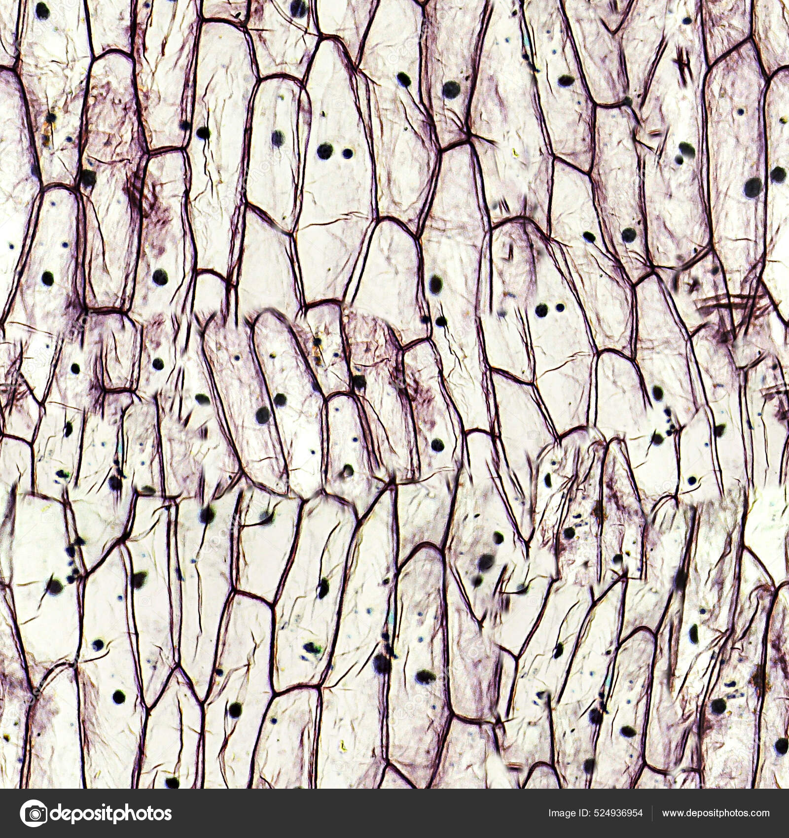 Onion Epidermal Cells Under Microscope