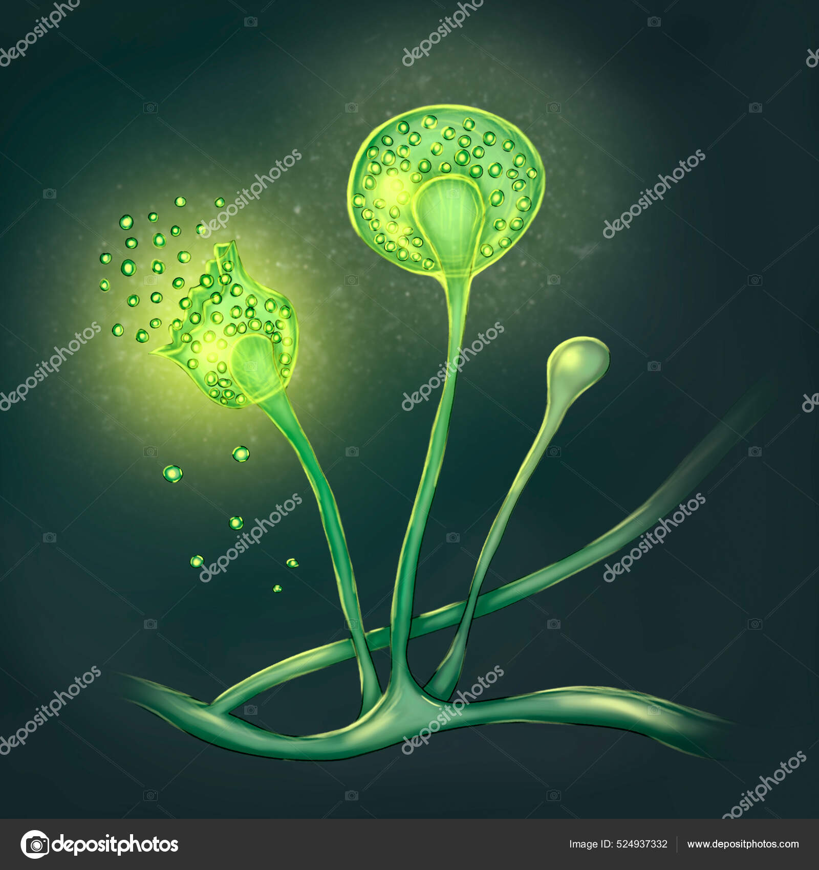 Mucor Mold Black Fungus Bread Mold Fungi Opportunistic Fungi Cause ...