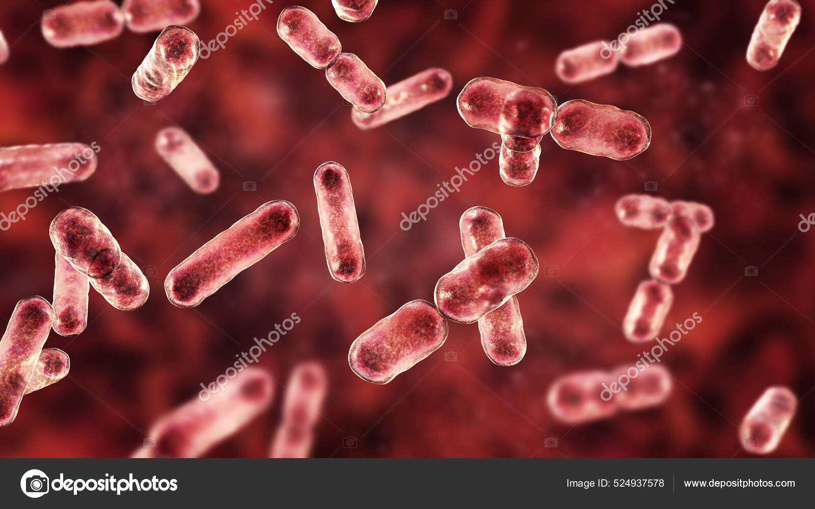 Scientific Image Bacteria Bacteroides Gram Negative Anaerobic Bacterium ...